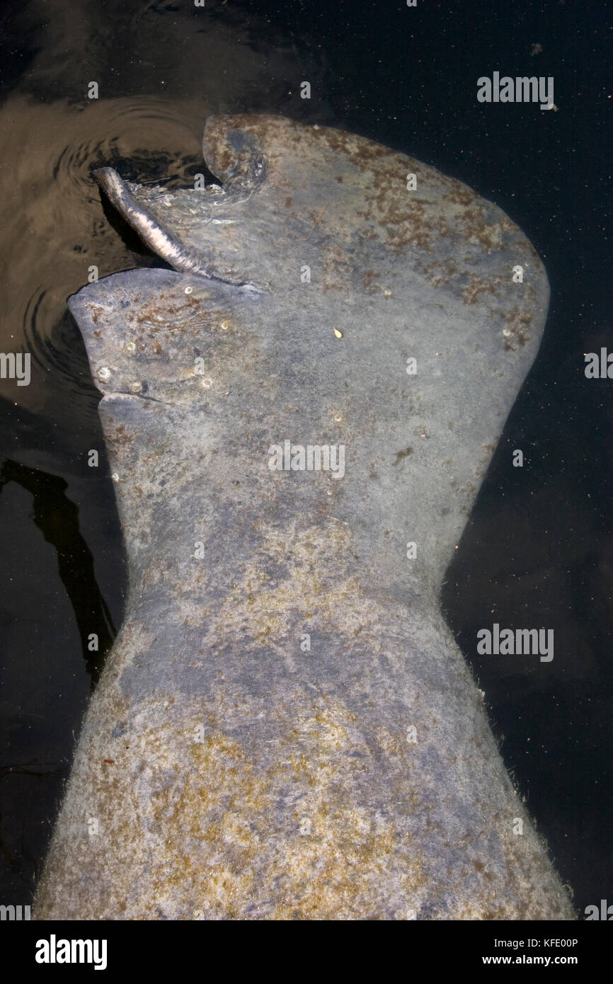 West Indian Manatee, Trichechus manatus, boat propeller scar marks ...