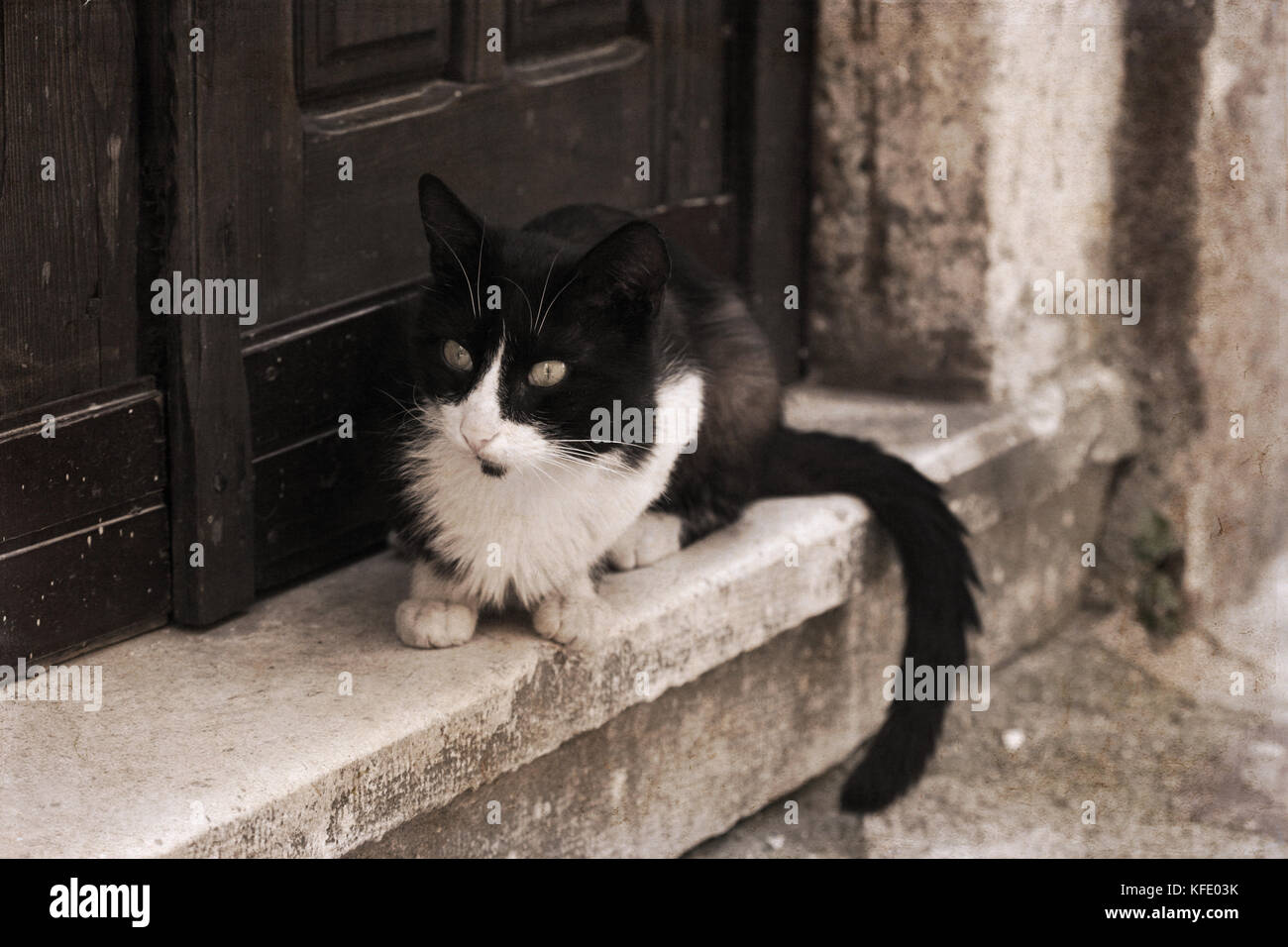 Artwork in retro style, Cat Stock Photo - Alamy