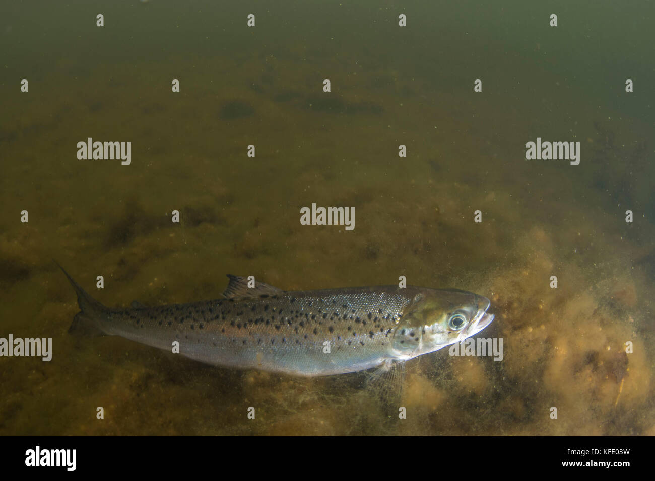 Smolt High Resolution Stock Photography and Images - Alamy