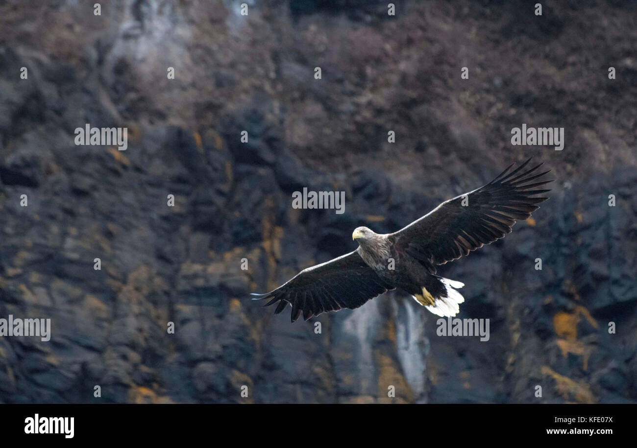 White tailed eagle scotland hi-res stock photography and images - Alamy