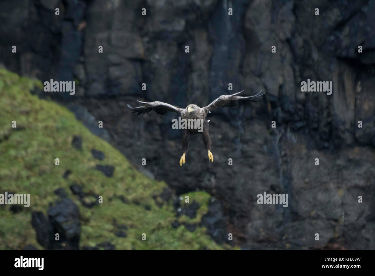 White tailed sea eagle in flight in Skye, Scotland Stock Photo - Alamy