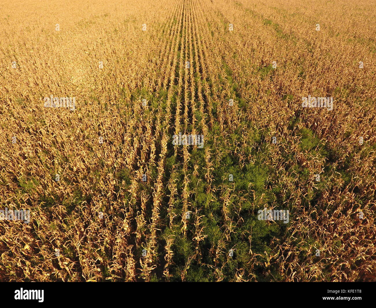Field with ripe corn. Dry stalks of corn. View of the cornfield from ...
