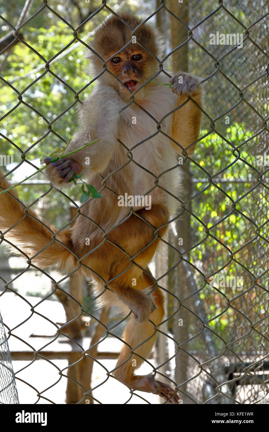 capuchin monkey (cebus apella) climbing on bars inside the zoo Stock ...