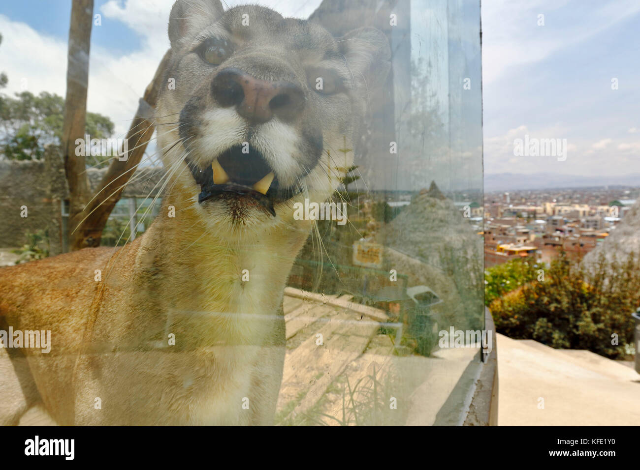 Puma (Puma concolor) inside a zoo in captivity, looking out from behind ...