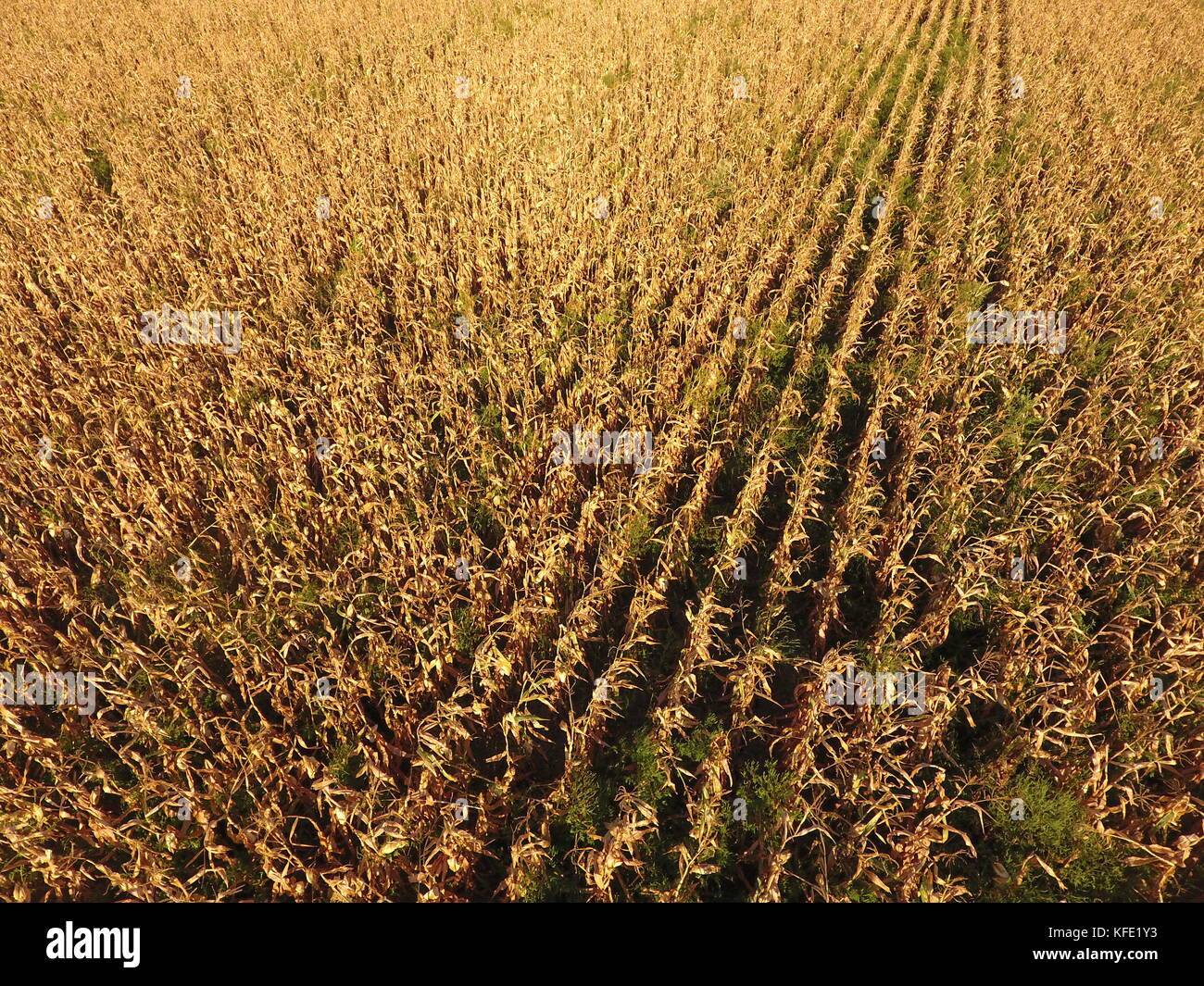 Field with ripe corn. Dry stalks of corn. View of the cornfield from ...