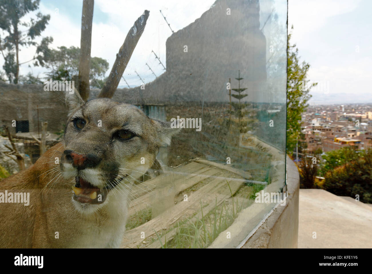 Puma (Puma concolor) inside a zoo in captivity, looking out from behind ...