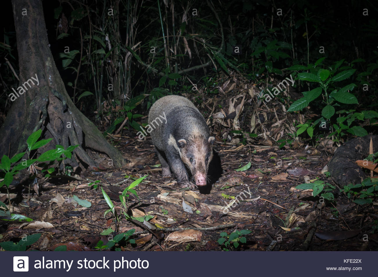 Hog Badger Stock Photos & Hog Badger Stock Images - Alamy