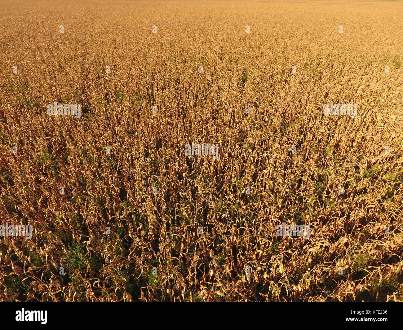 Field with ripe corn. Dry stalks of corn. View of the cornfield from ...