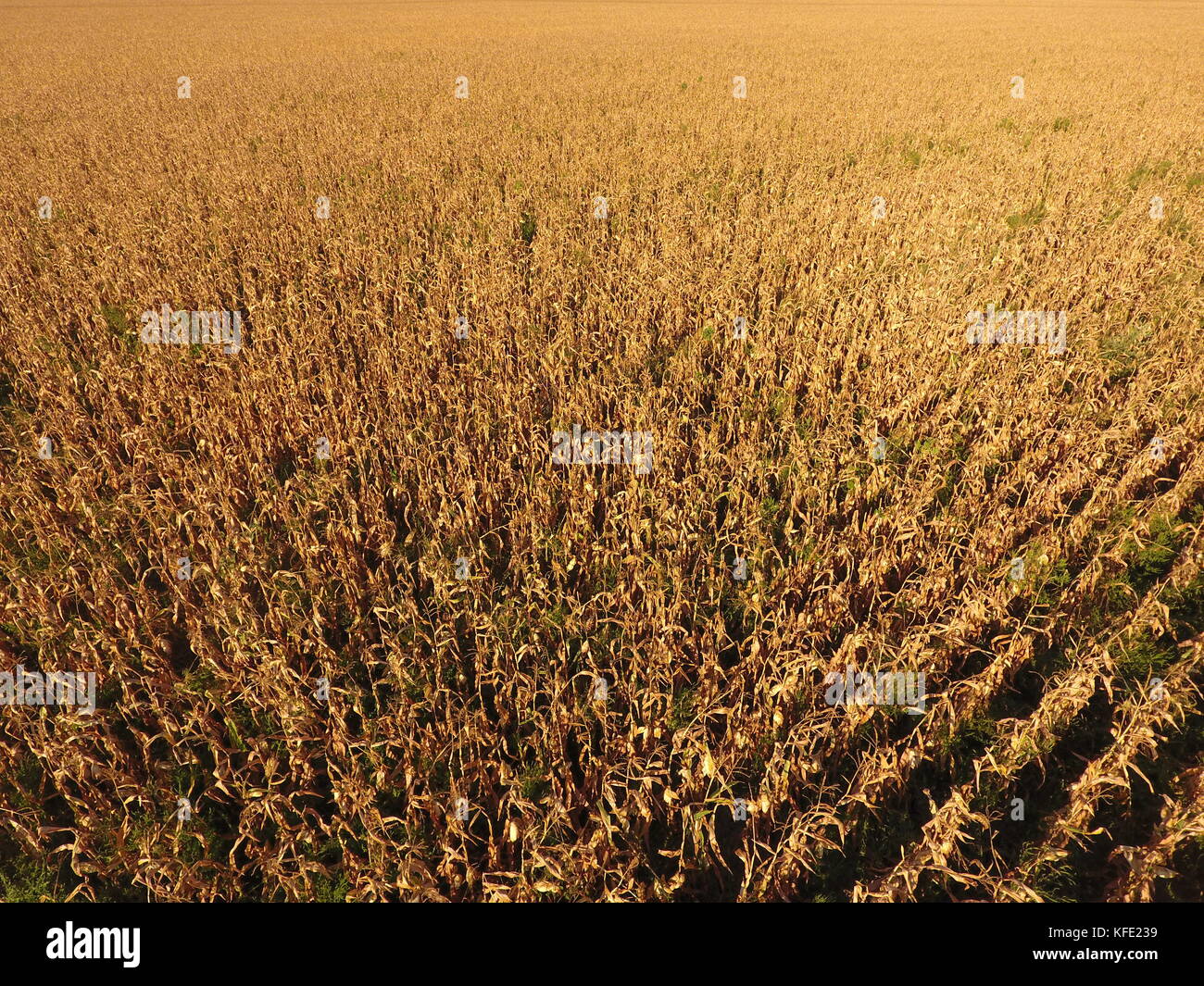 Field with ripe corn. Dry stalks of corn. View of the cornfield from ...