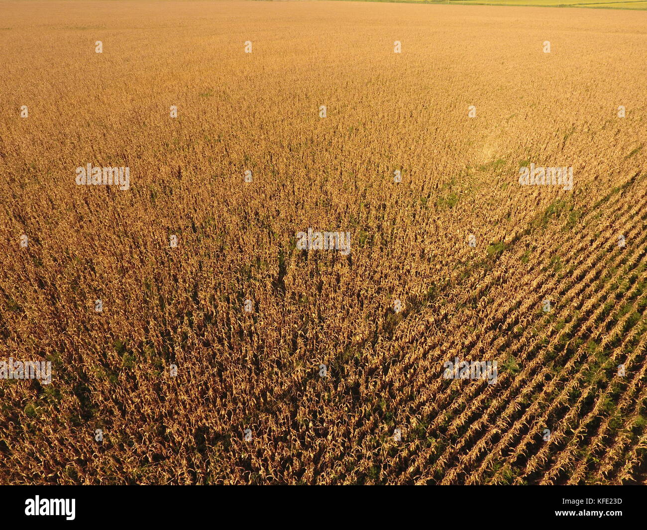 Field with ripe corn. Dry stalks of corn. View of the cornfield from ...