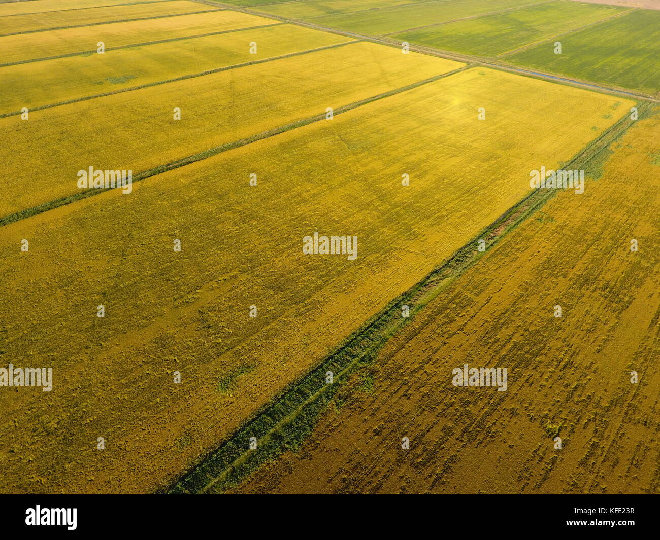 Growing rice on flooded fields. Ripe rice in the field, the beginning ...