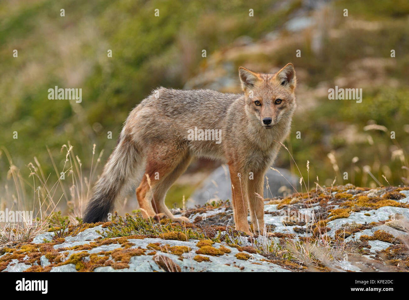 Andean Fox on a Coastal Beach in Tierra del Fuego in Chile Stock Photo ...