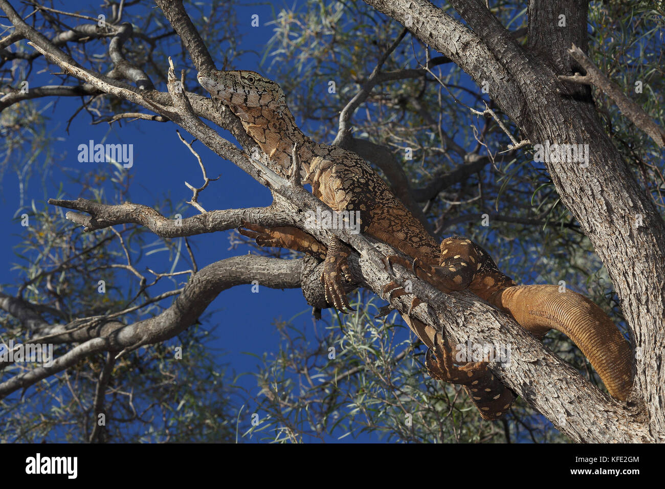 Perentie (Varanus giganteus), Australia’s largest lizard, some reaching ...