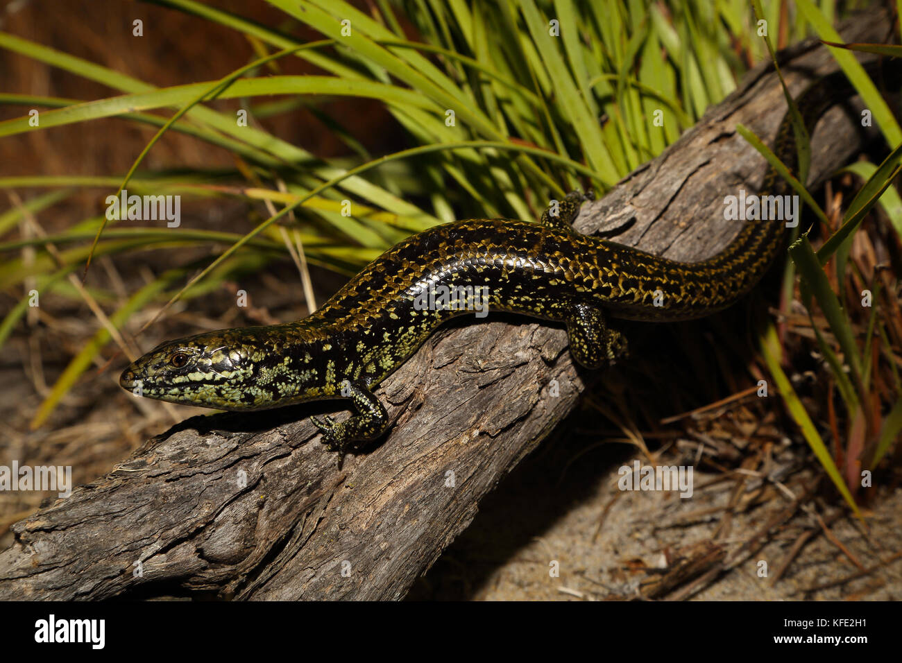 Western mourning skink (Lissolepis luctuosa) on a log. It is endemic to ...