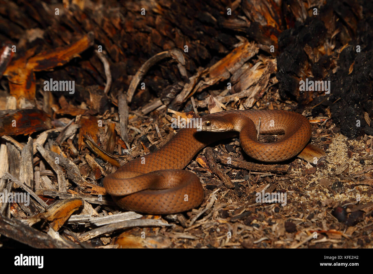 Bardick (Echiopsis curta) red colour morph semi-coiled in leaf litter ...