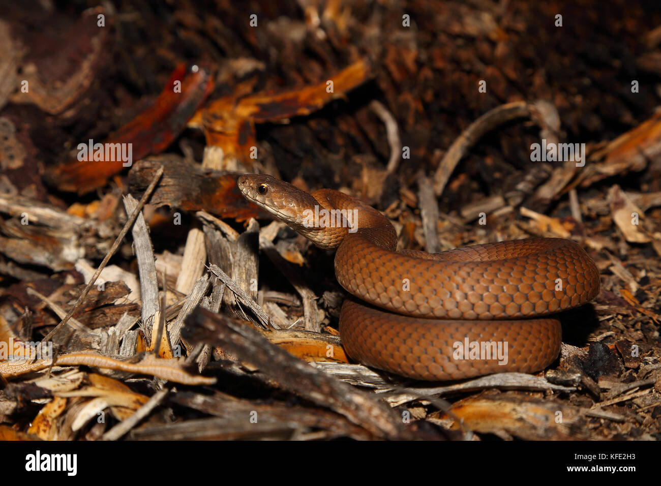 Echiopsis curta hi-res stock photography and images - Alamy