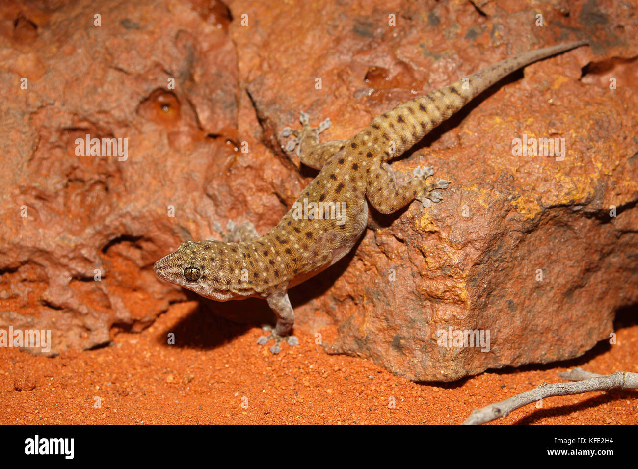 Pilbara dtella gehyra pilbara hi-res stock photography and images - Alamy