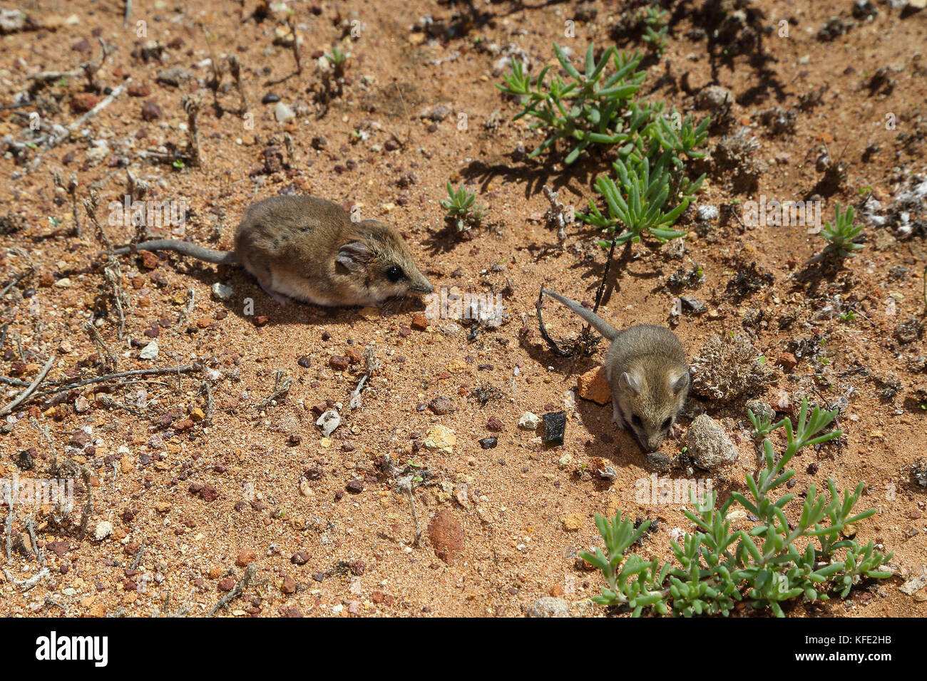 Sminthopsis hi-res stock photography and images - Alamy