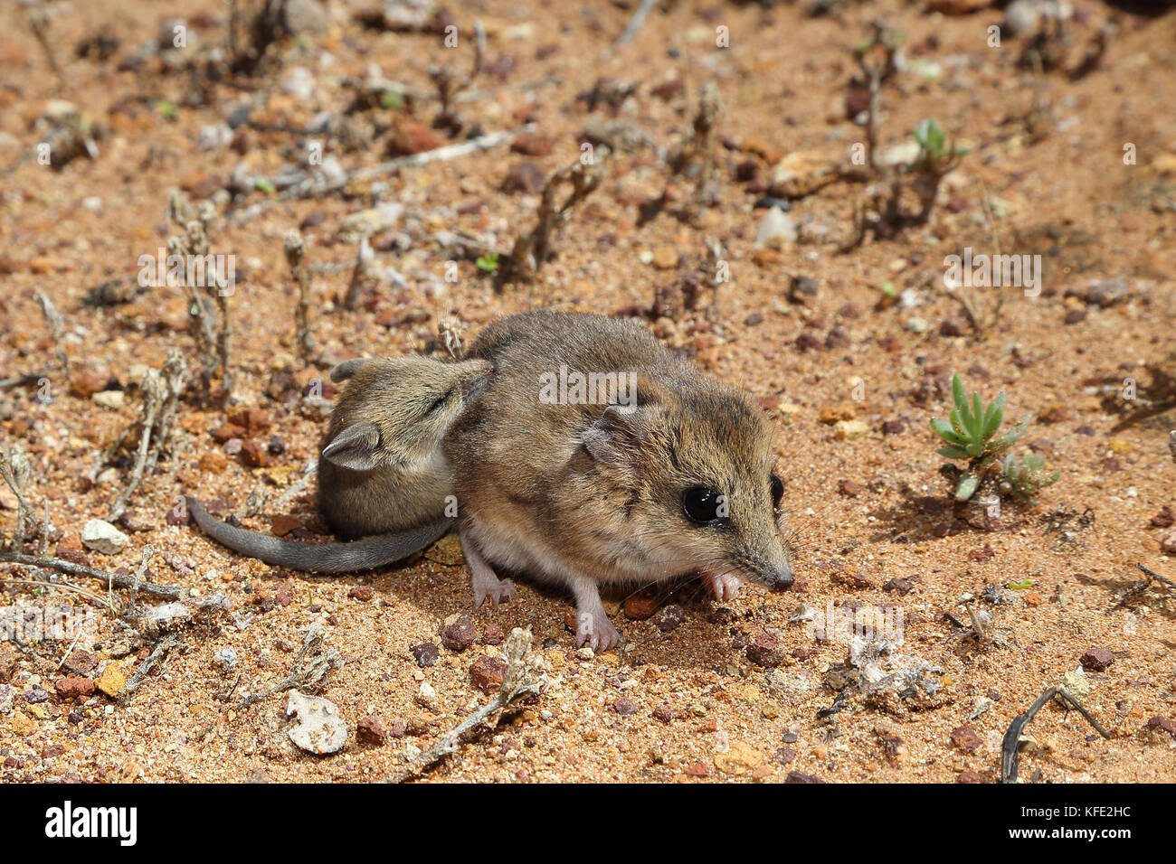 Marsupial Mouse High Resolution Stock Photography and Images - Alamy