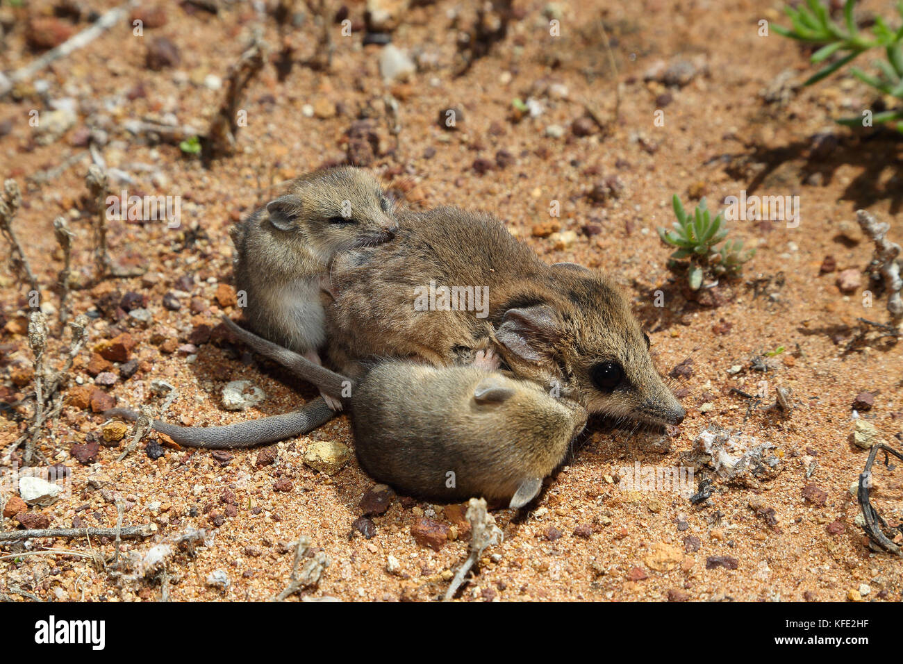 Sminthopsis hi-res stock photography and images - Alamy