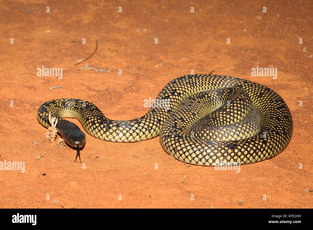 Spotted mulga snake (Pseudechis butleri) coiled on red sand. It is ...