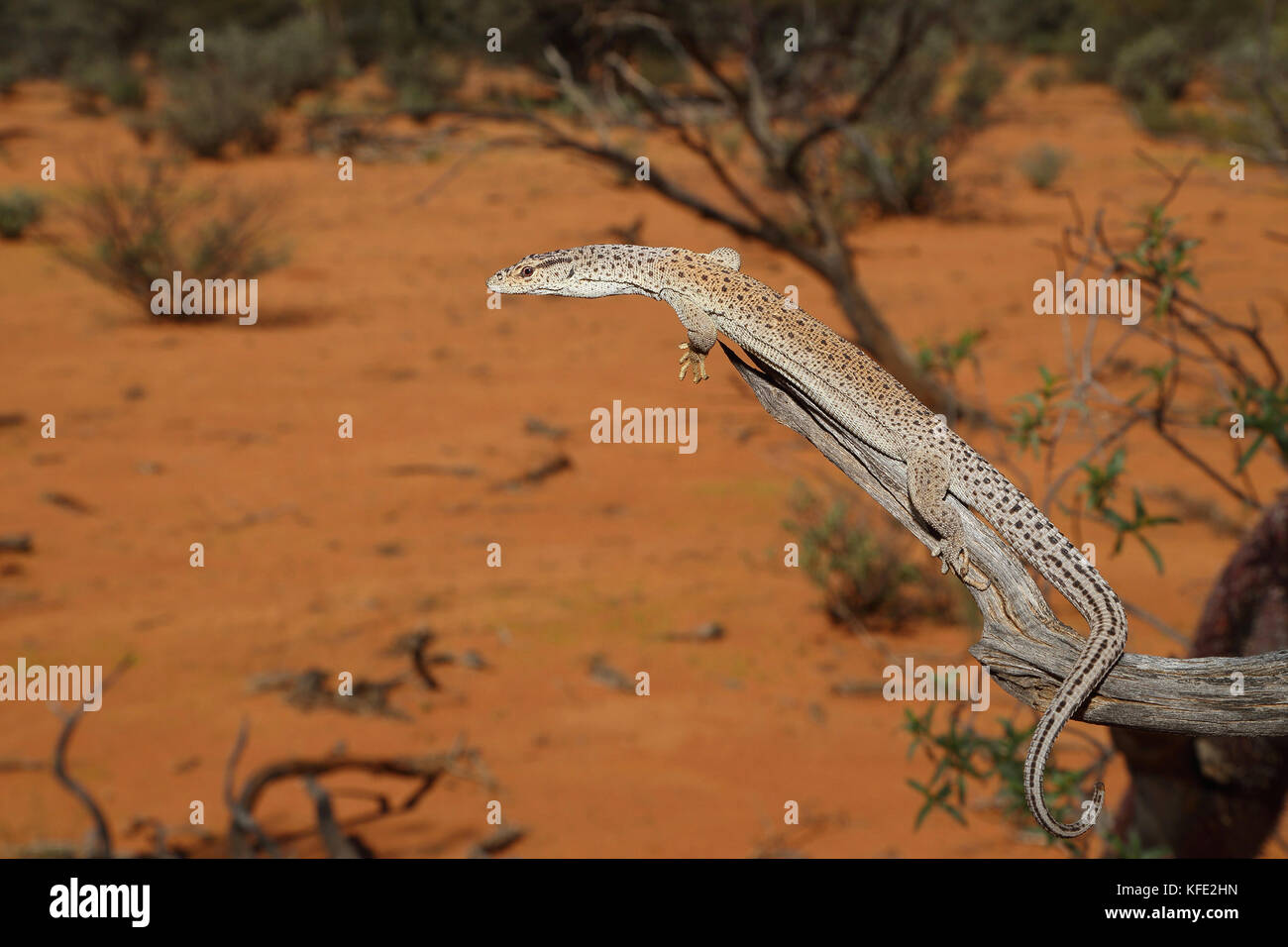 Varanus caudolineatus hi-res stock photography and images - Alamy