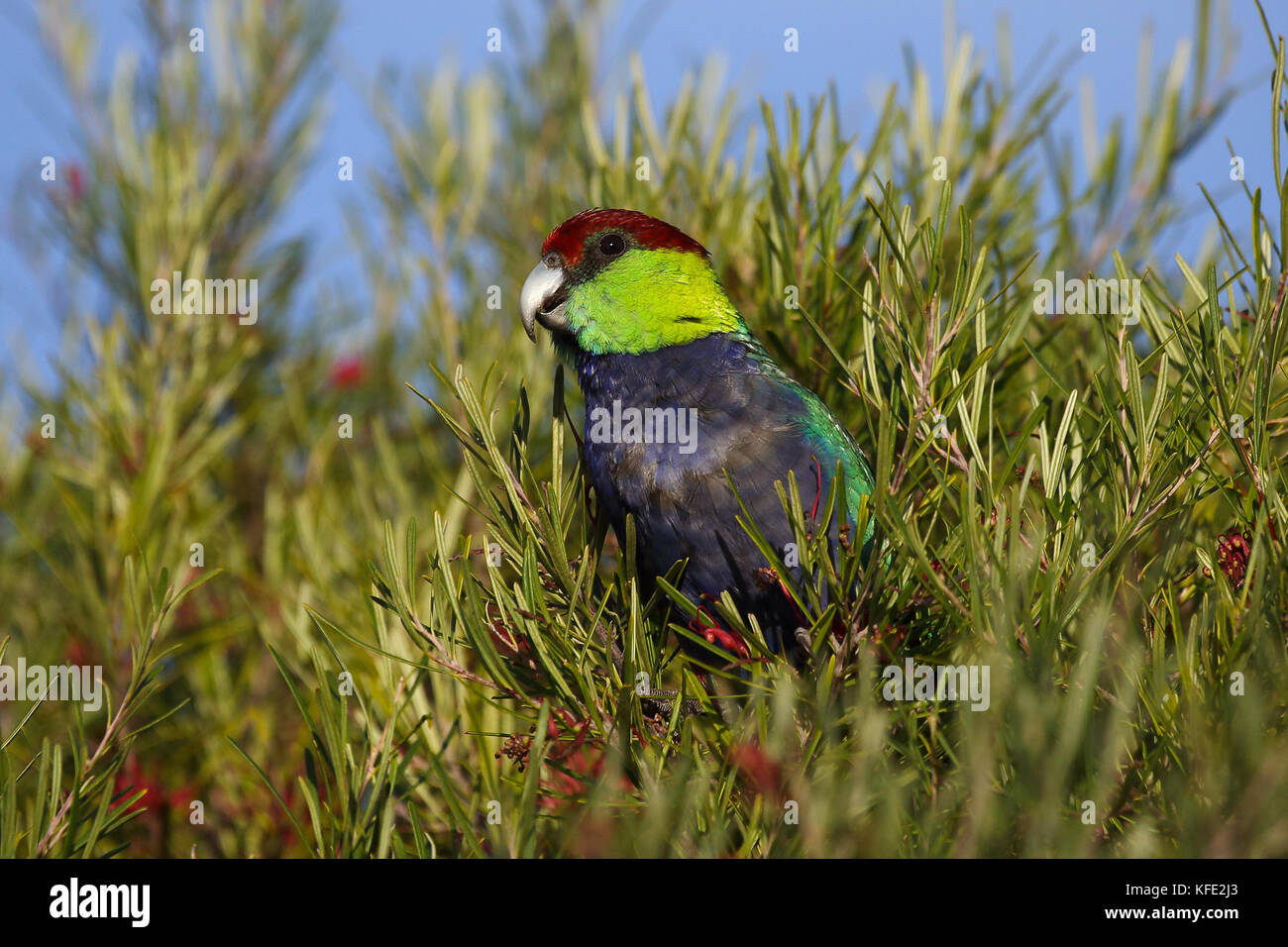 Red-capped parrot (Purpureicephalus spurius) male. Australind, South ...