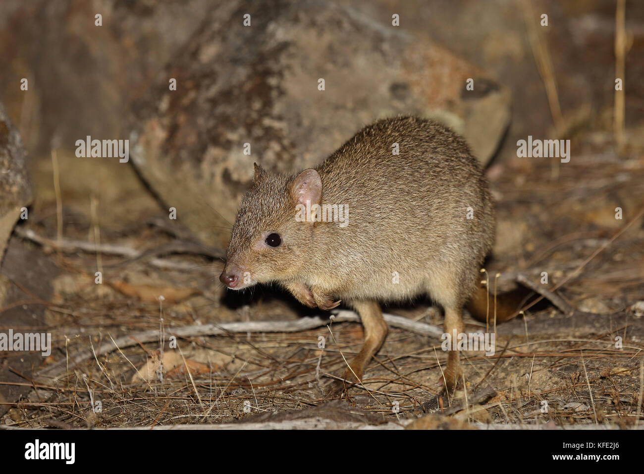 Rare australian fungi hi-res stock photography and images - Alamy