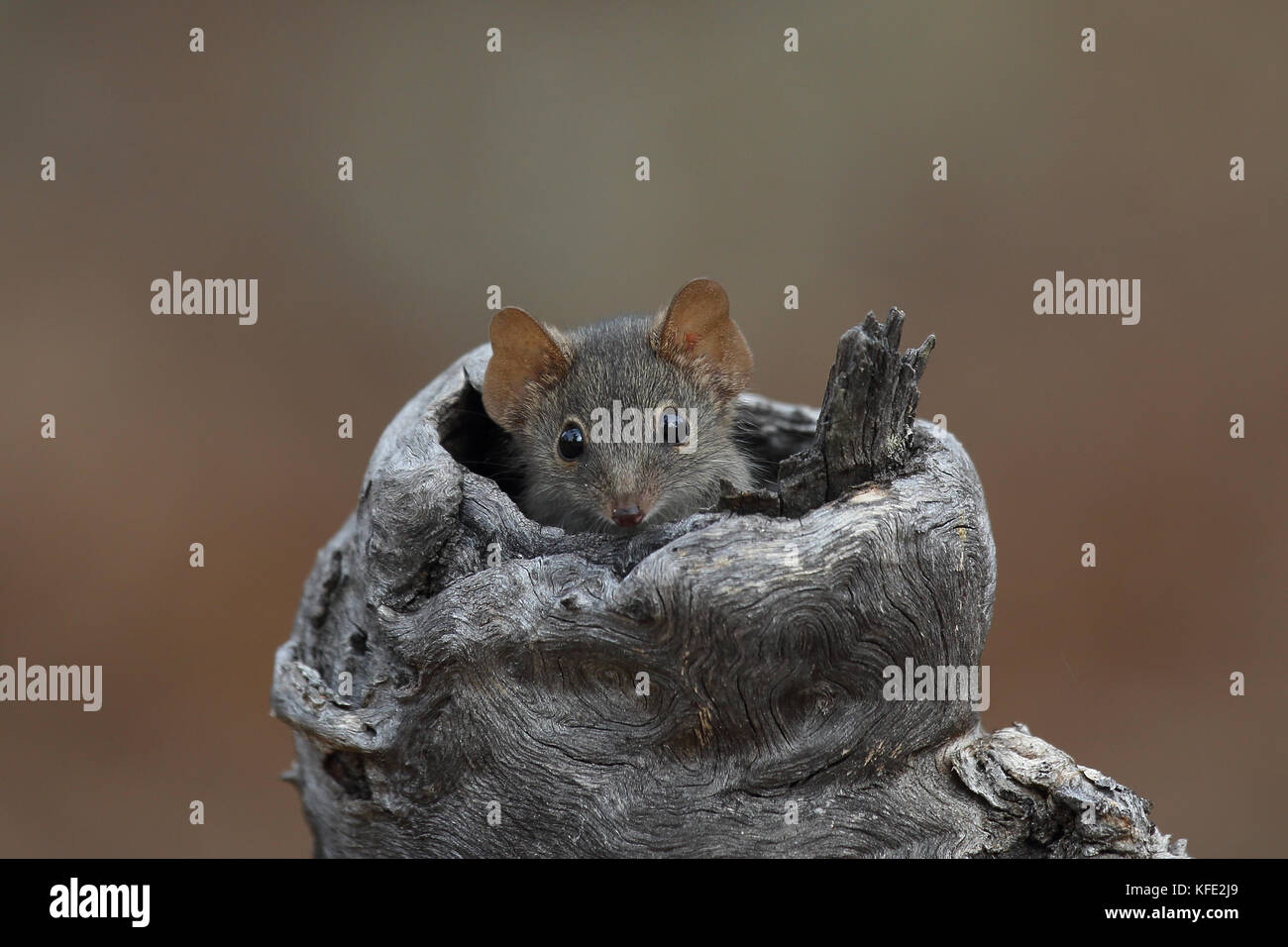 Antechinus hi-res stock photography and images - Alamy