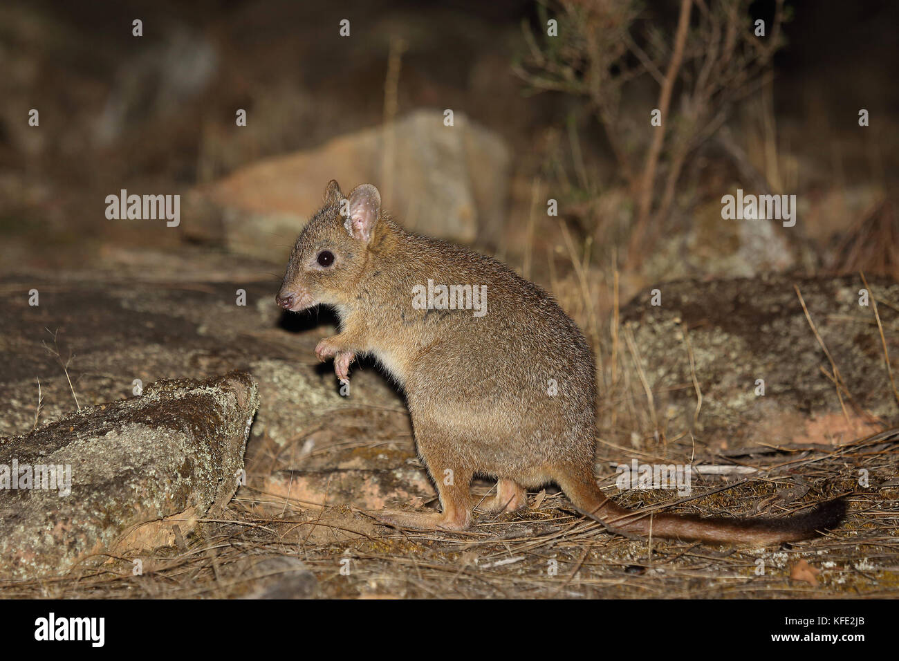 Australian rare fungi hi-res stock photography and images - Alamy