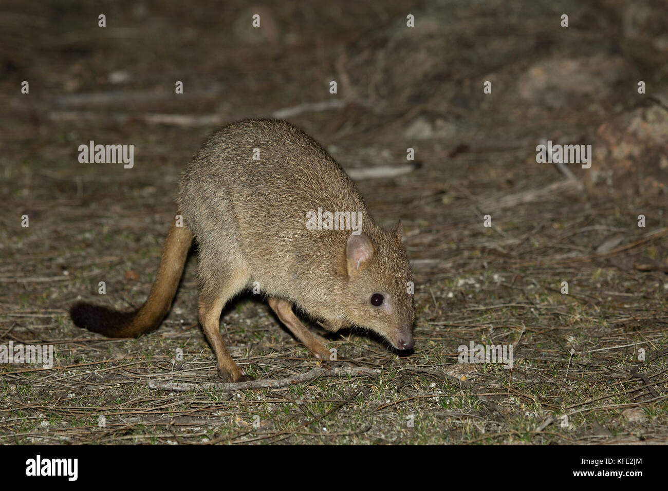 Australian rare fungi hi-res stock photography and images - Alamy