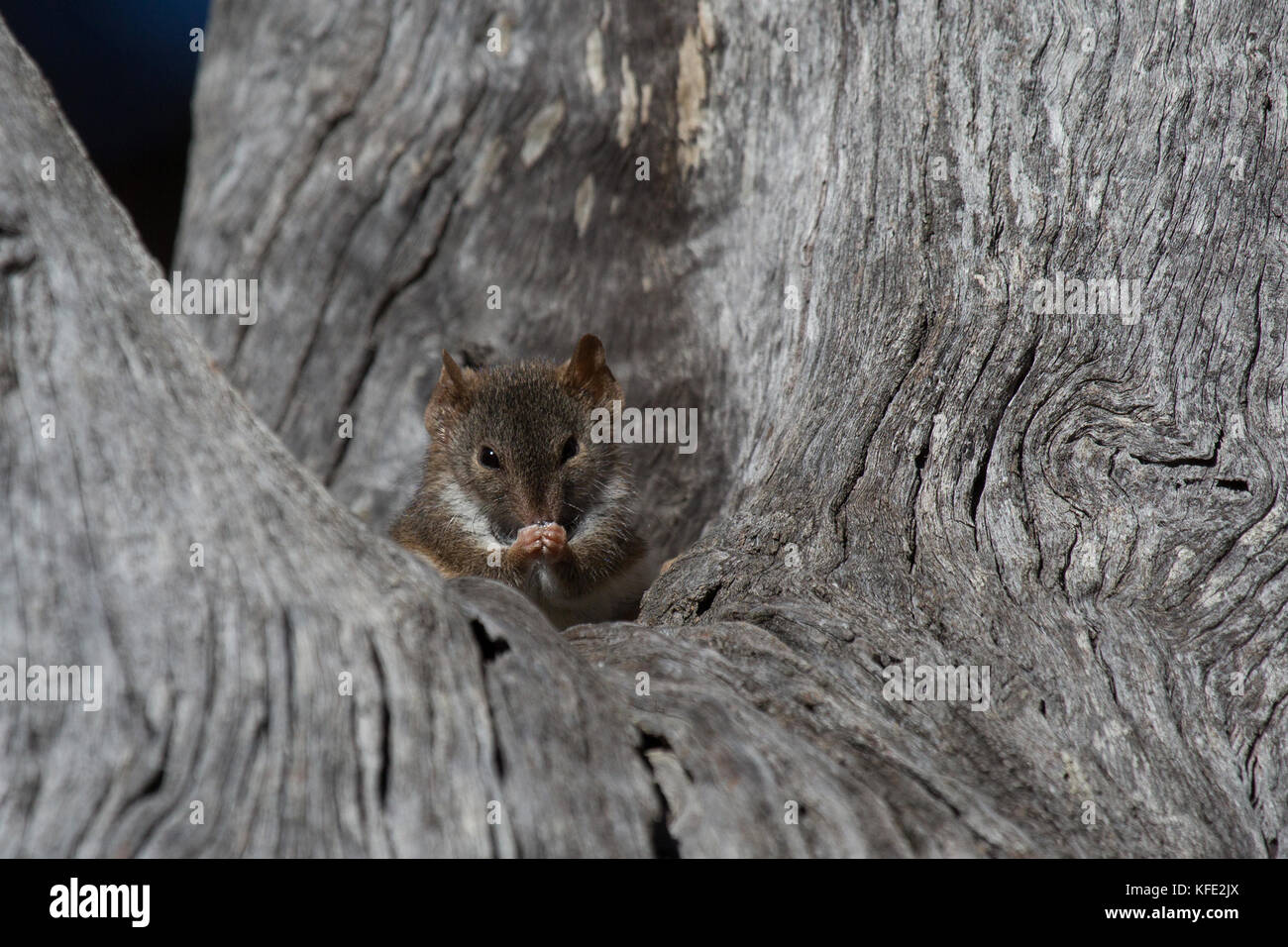 Yellow-footed antechinus (Antechinus flavipes) nibbling, holding the ...