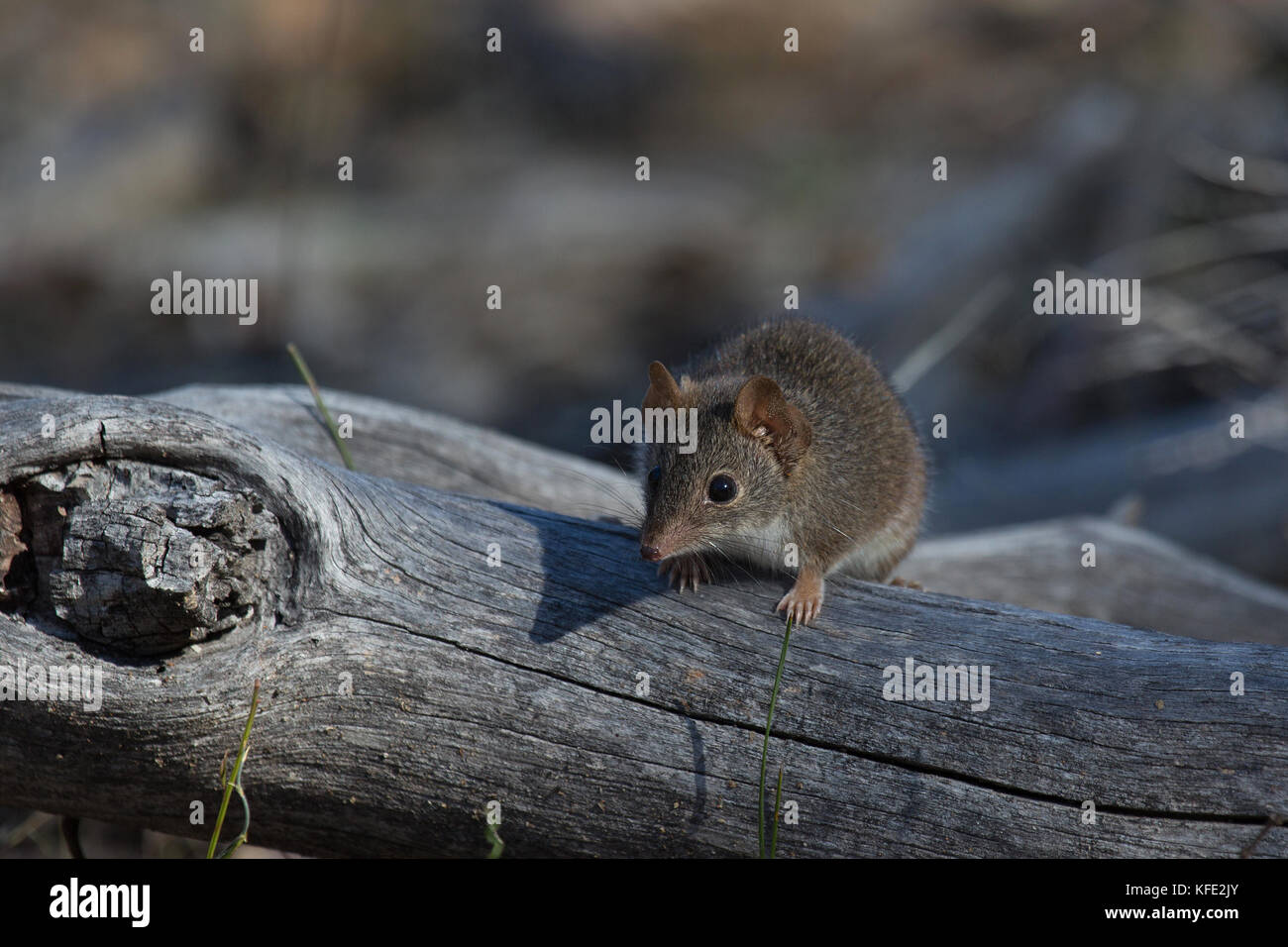 Antechinus hi-res stock photography and images - Alamy