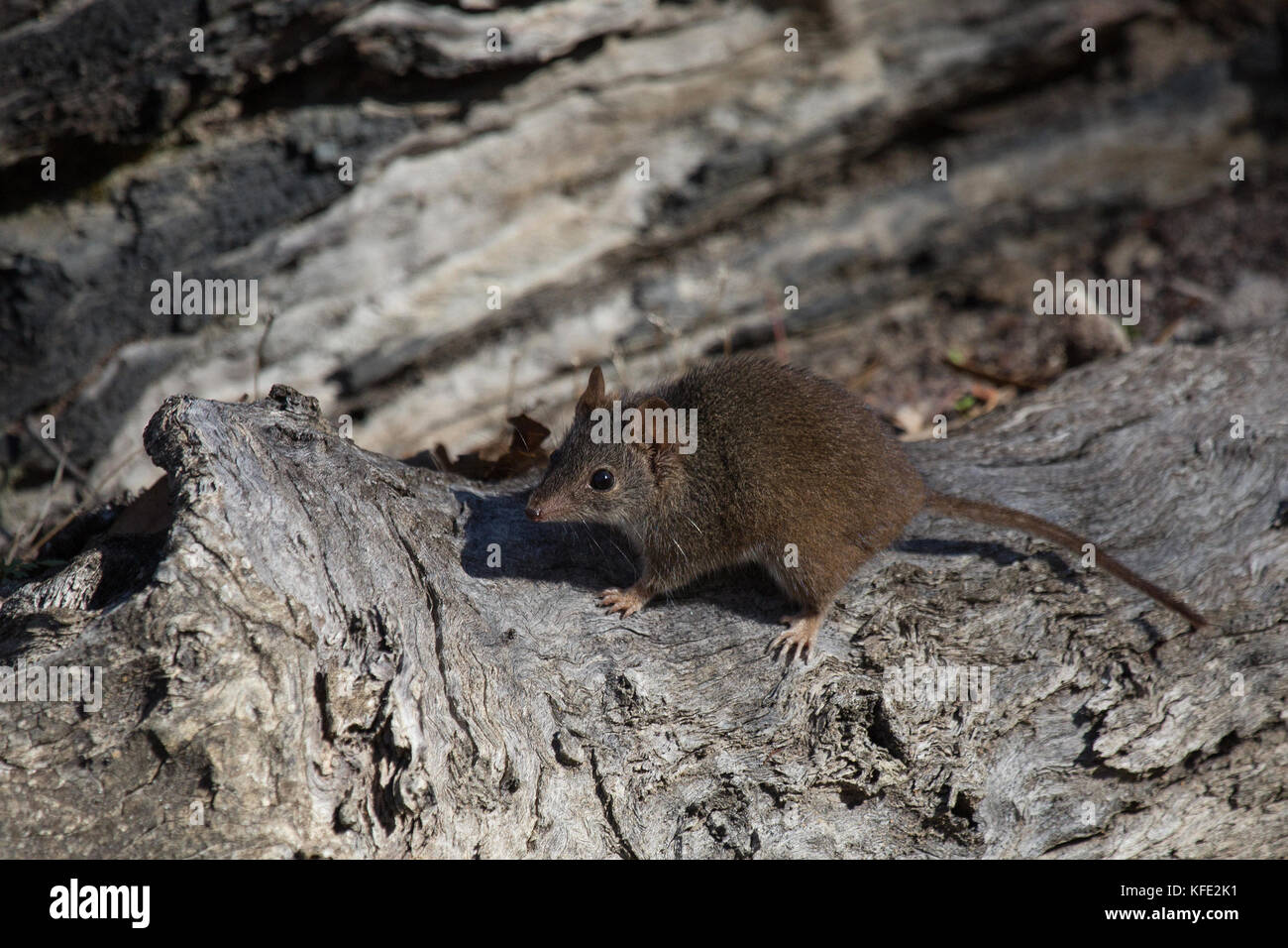 Log australian animal mammal marsupial dasyurid hi-res stock ...