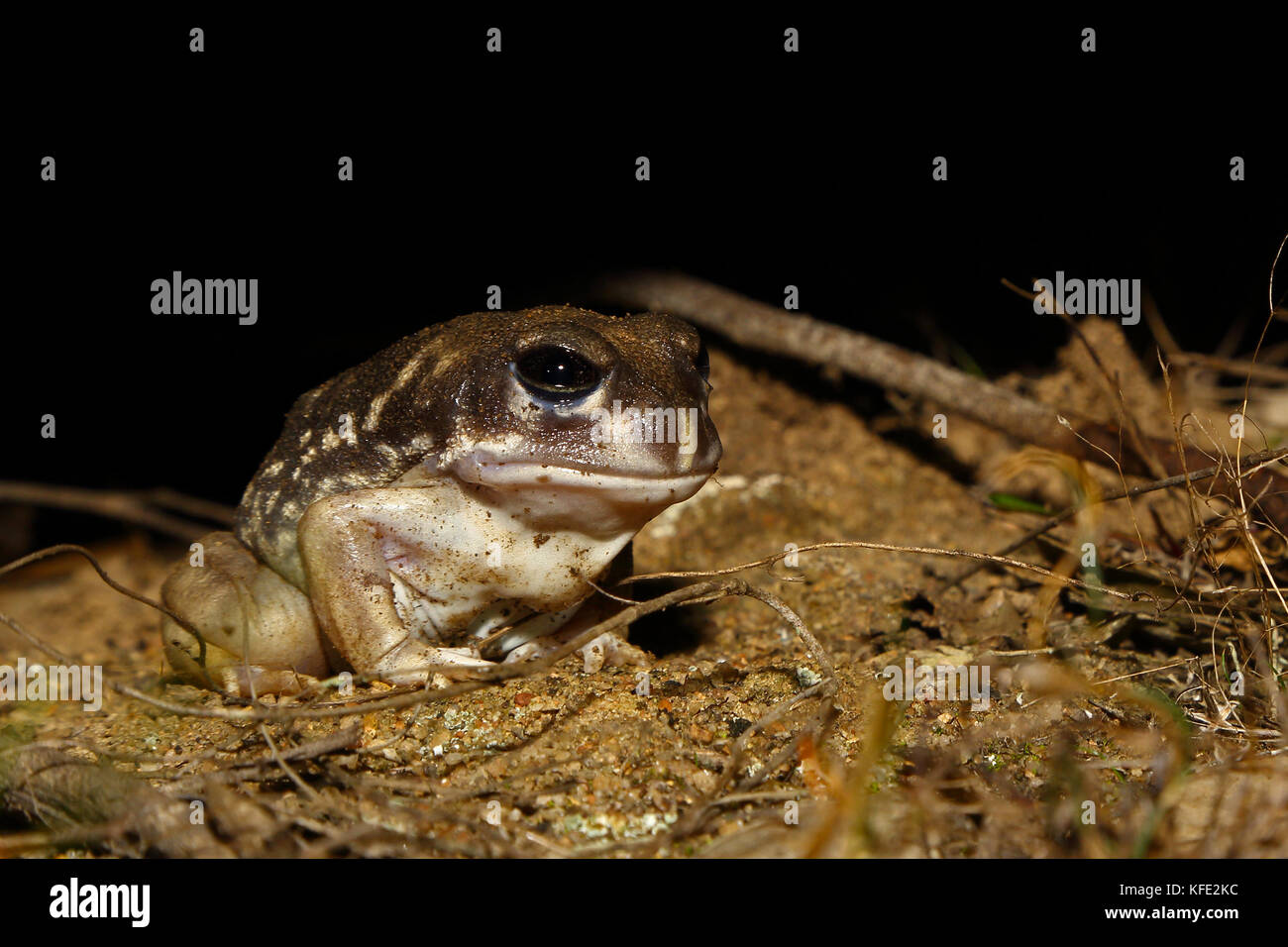 Dark spotted frog hi-res stock photography and images - Alamy