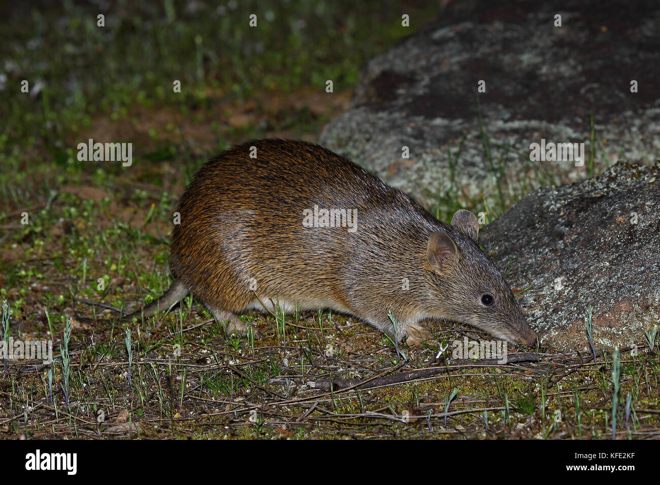 Quenda (Isoodon obesulus fusciventer), subspecies of Southern brown ...