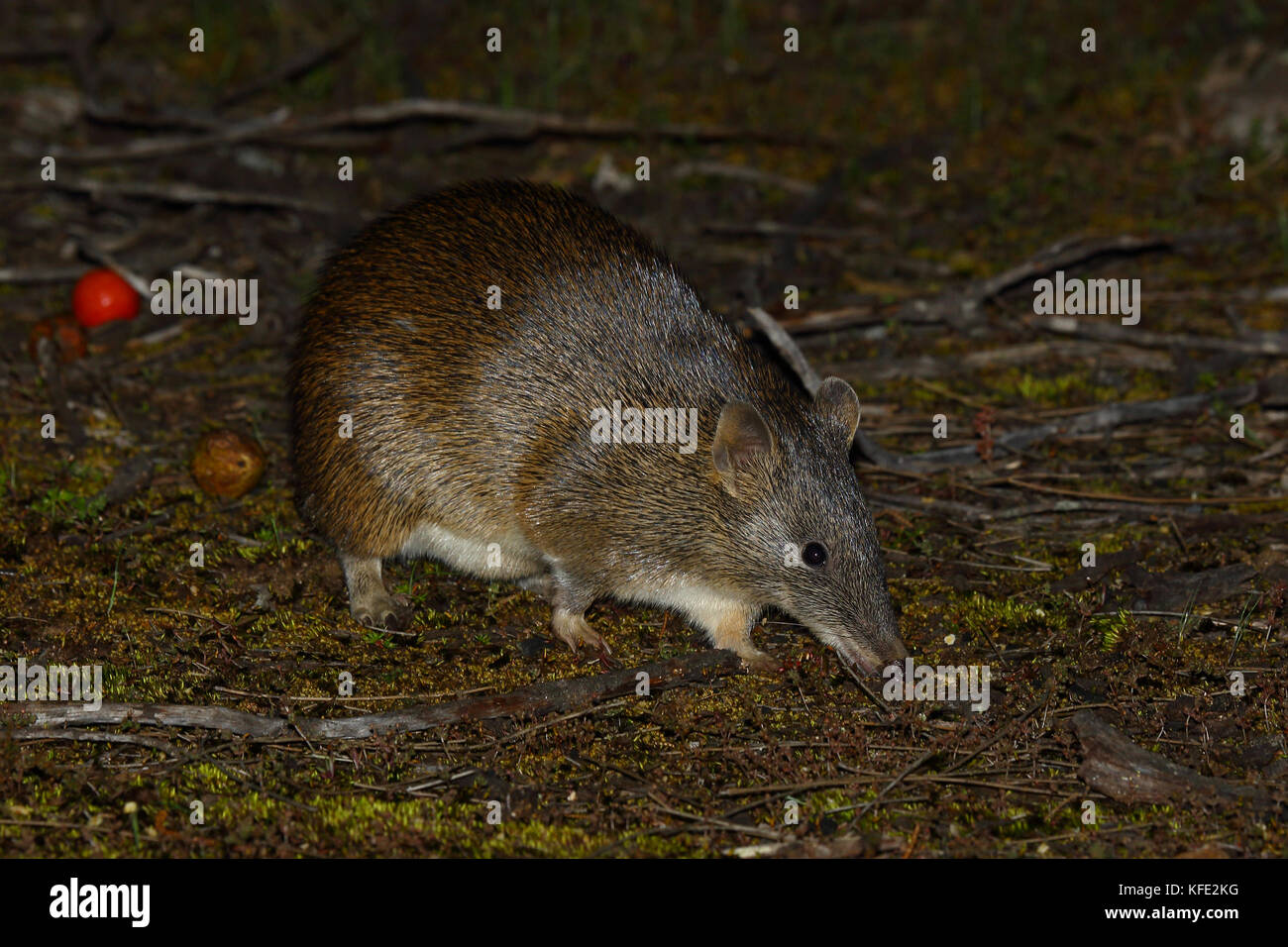 Quenda (Isoodon obesulus fusciventer), subspecies of Southern brown ...