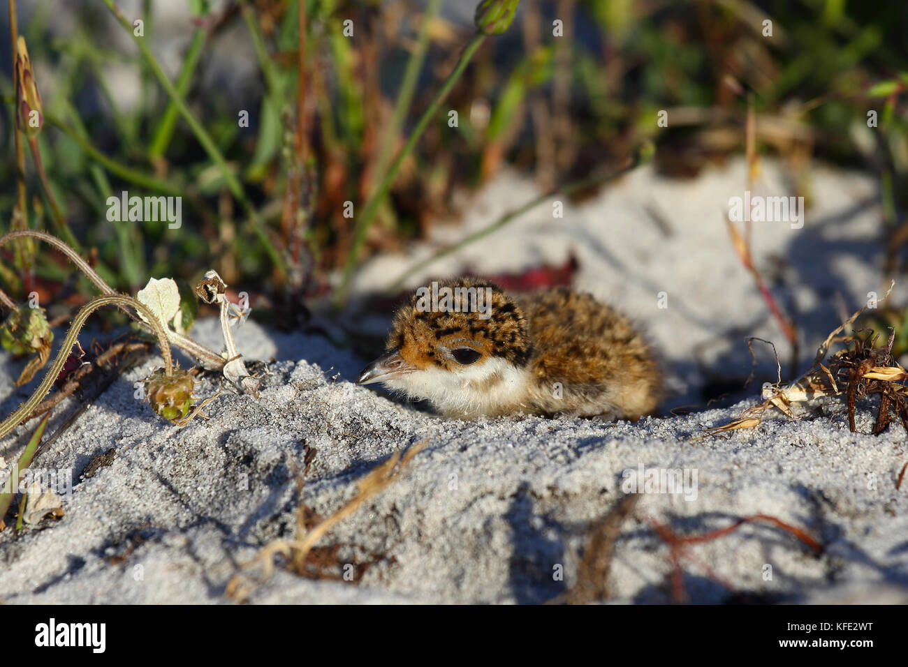Banded lapwing (Vanellus tricolor) camouflaged by its speckled plumage ...