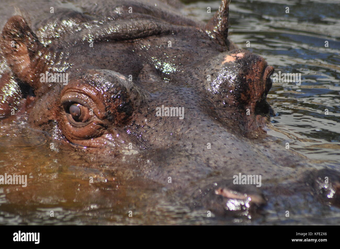 Hippo. Floating in the water a large animal living in Africa Stock ...
