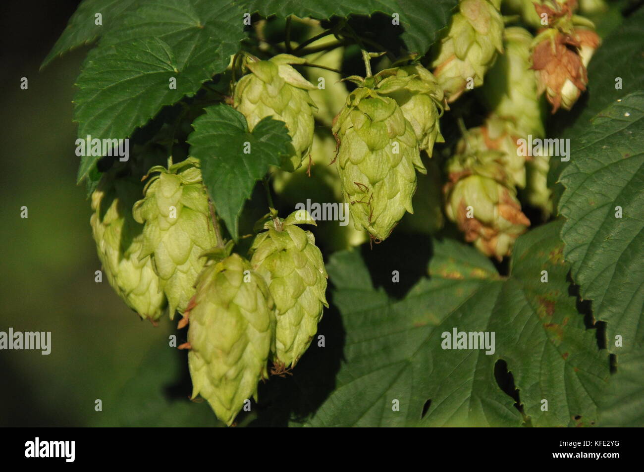 Ripening in the sun hops. Product for beer production Stock Photo - Alamy