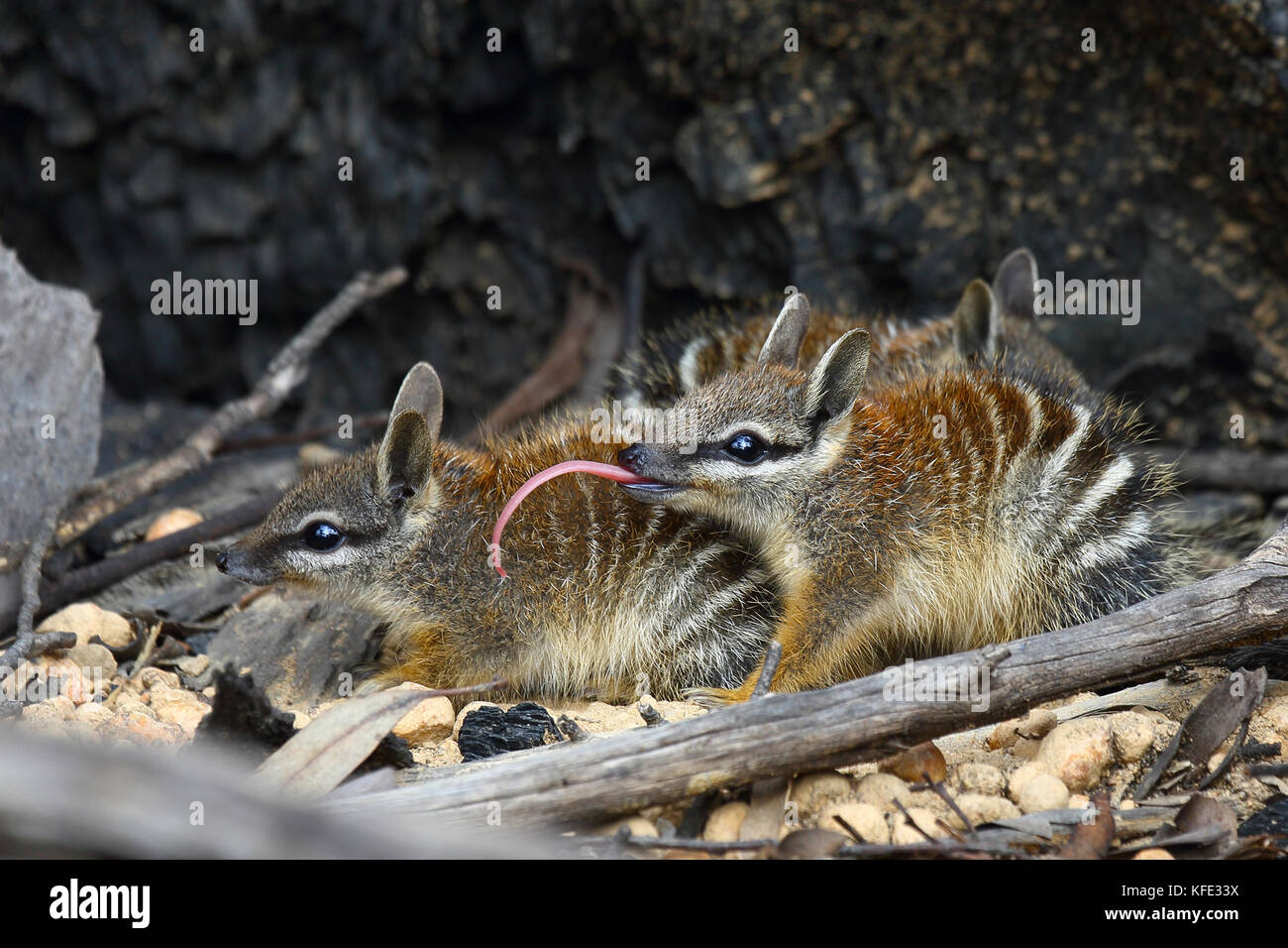 Numbat hi-res stock photography and images - Alamy