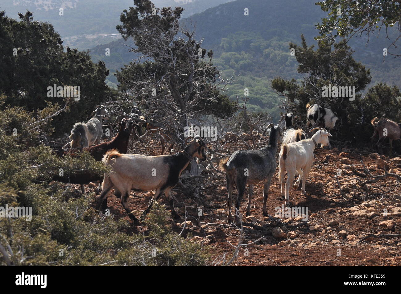 Goats grazing on the hills in the national park Akamas in Cyprus Stock ...