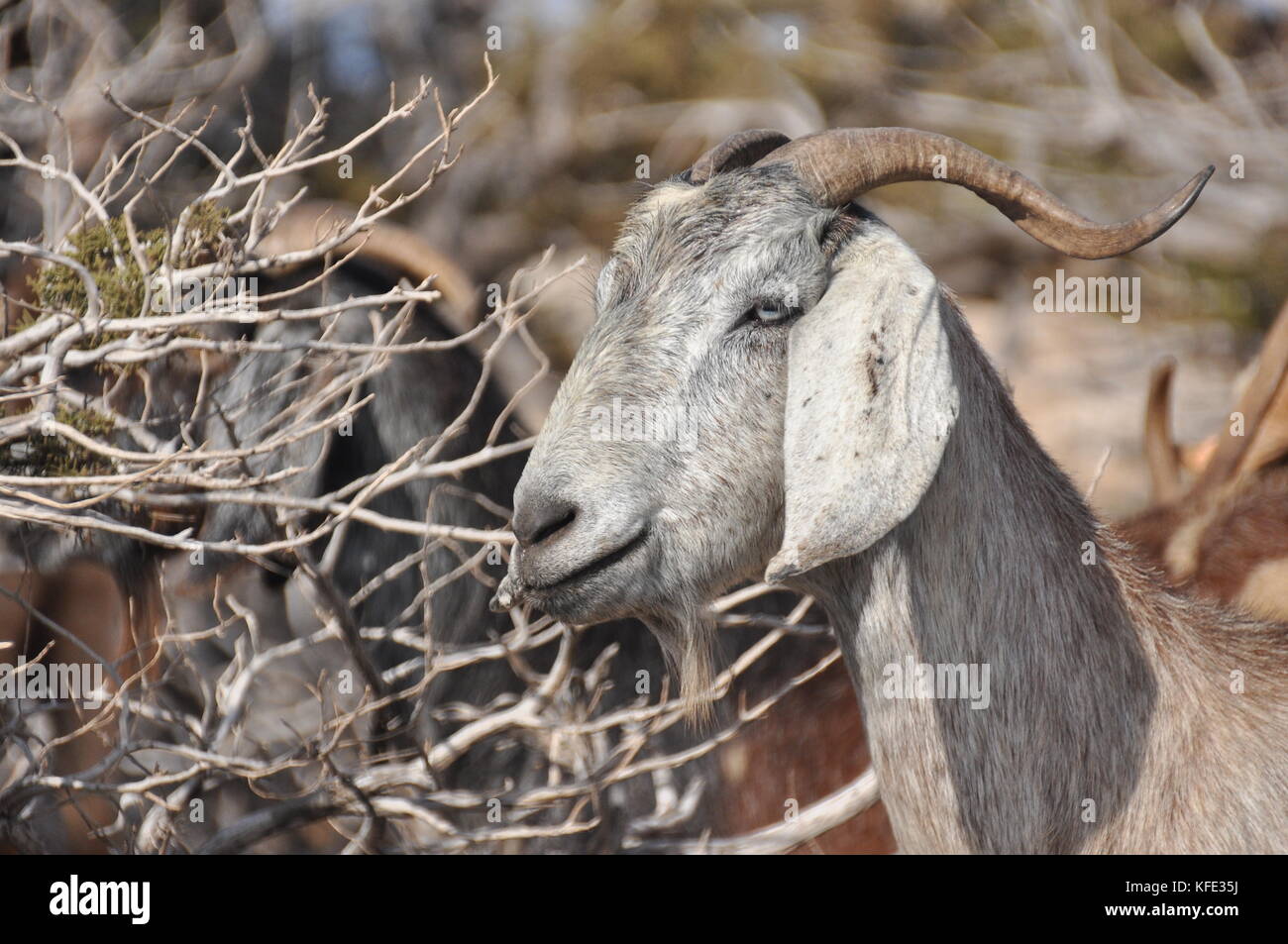 Akamas goats hi-res stock photography and images - Alamy