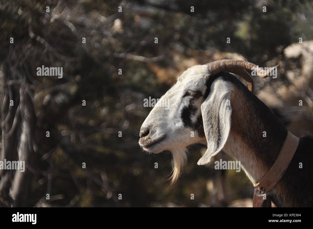 Goats grazing on the hills in the national park Akamas in Cyprus Stock ...