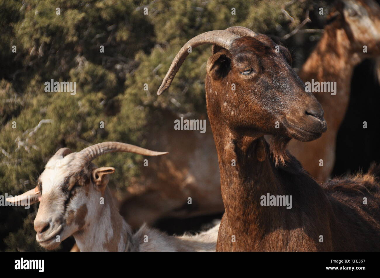 Goats grazing on the hills in the national park Akamas in Cyprus Stock ...