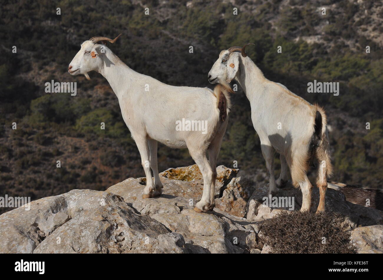 Goats grazing on the hills in the national park Akamas in Cyprus Stock ...