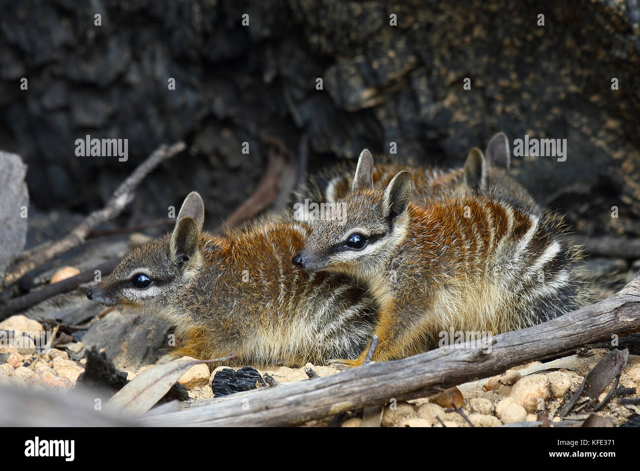 Numbat (Myrmecobius fasciatus), two young at their burrow site. They ...