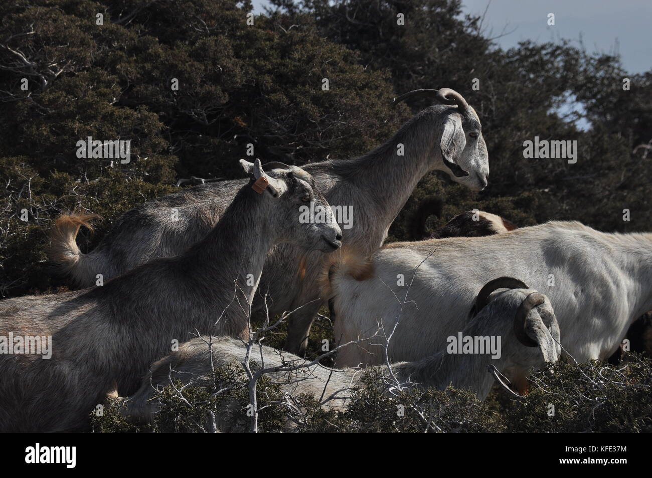 Goats grazing on the hills in the national park Akamas in Cyprus Stock ...