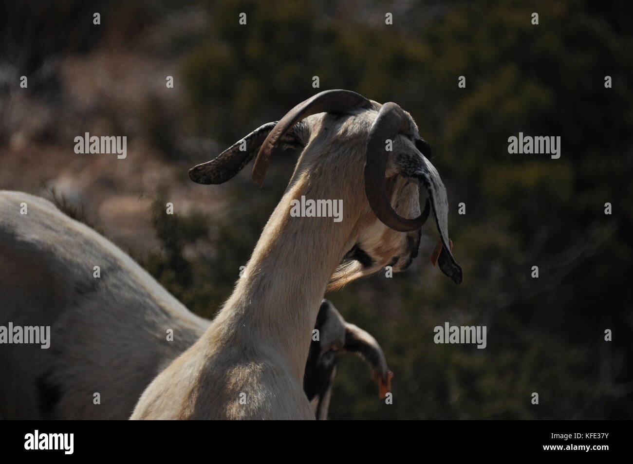 Goats grazing on the hills in the national park Akamas in Cyprus Stock ...