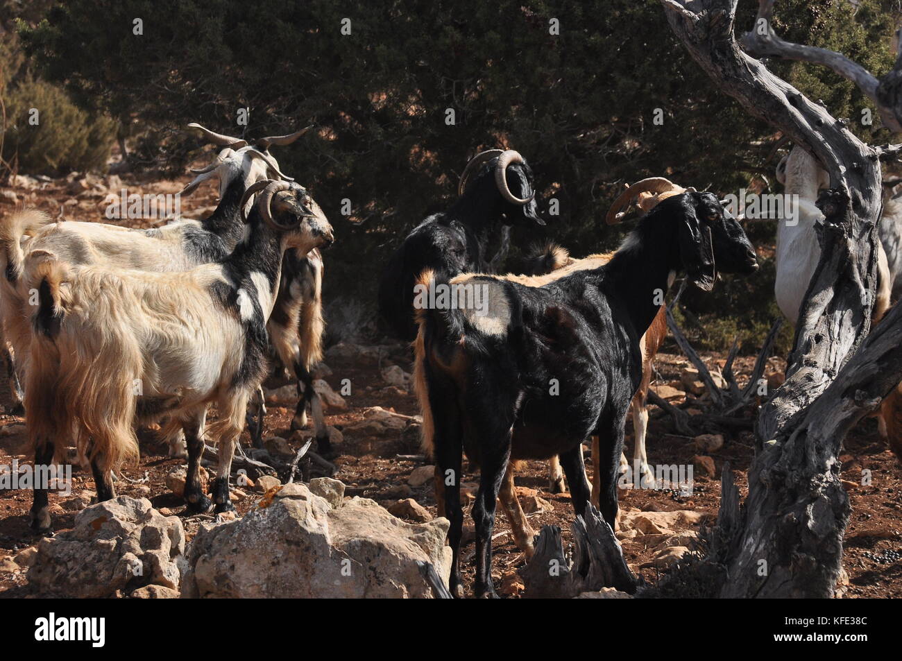 Goats grazing on the hills in the national park Akamas in Cyprus Stock ...